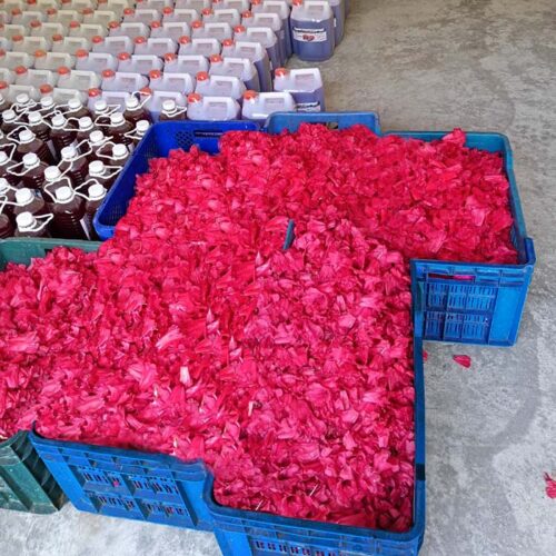 Buransh Flower Concentrate | The Sanjeevini Flower | GiTAGGED